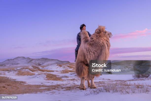 The Twohumped Bactrian Camel Is The Most Common Species Of Camel Found