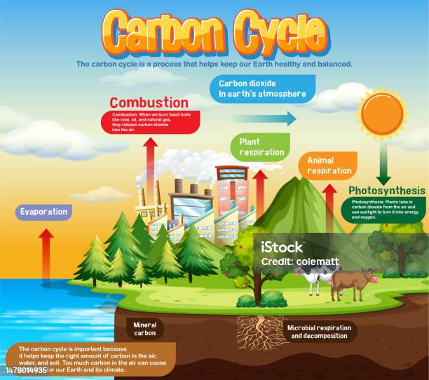 Diagram Siklus Karbon Untuk Pendidikan Sains Ilustrasi Stok Unduh