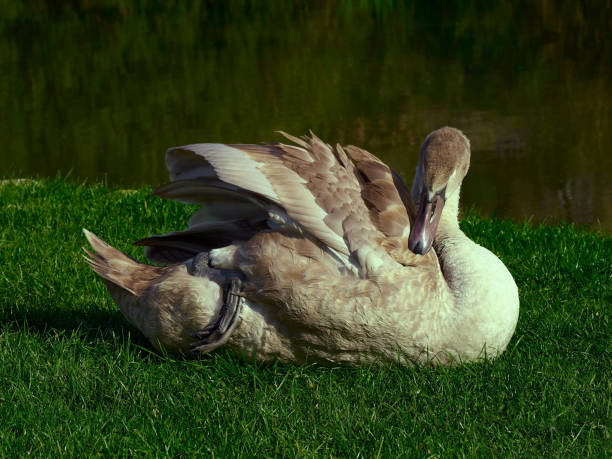 Free picture: Swans sunbathing on riverbank in summer time