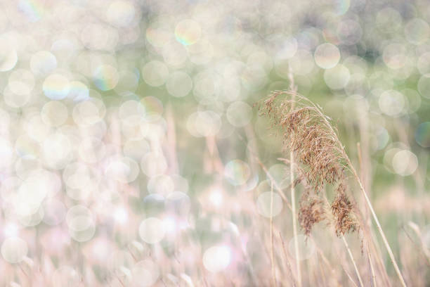 Free picture: leaf, autumn, dry, decomposition, brown, grass plants ...