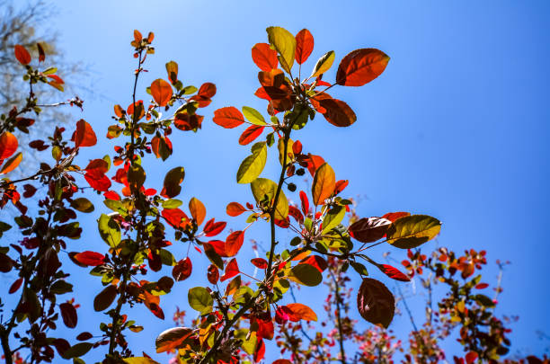 Free picture: Trees with red leaves and light blue sky as background
