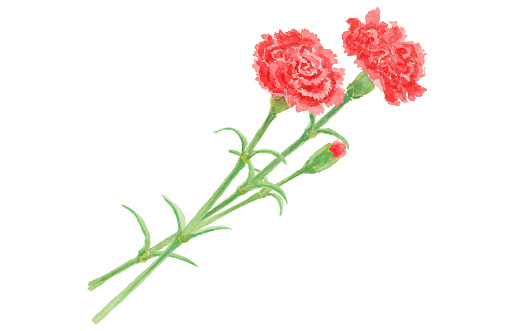 Mothers Day Carnation Illustration Drawn With Watercolors Stock