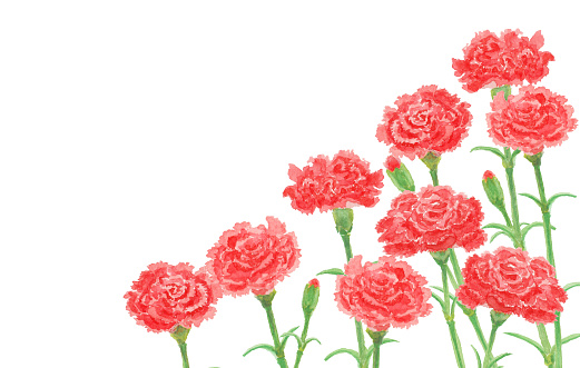 Mothers Day Carnation Illustration Drawn With Watercolors Stock