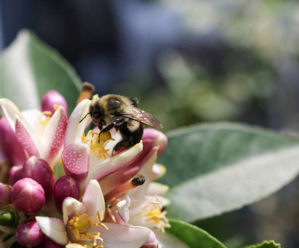 Free picture: bee, pollinated, flower, lemon