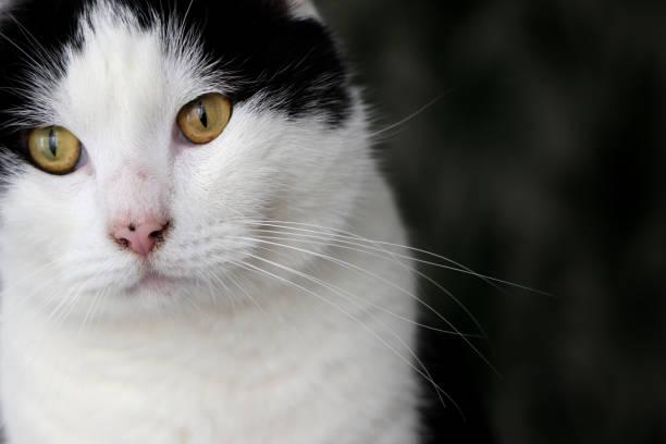 Free picture: close-up, domestic cat, eyes, portrait, side view, animal ...