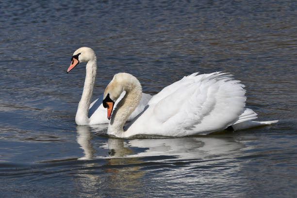 Free picture: Swan birds on swimming on river in autumn season