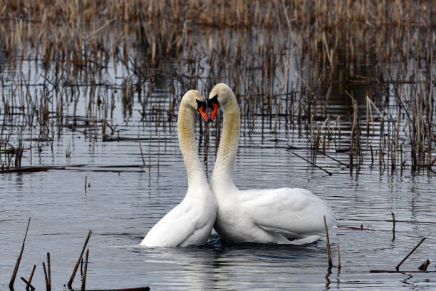 Free picture: pond, swamp, swan, wetland, nature, water, lake, cold ...