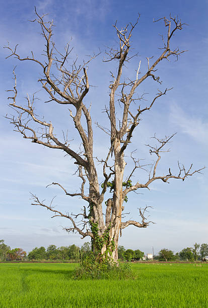 Dead Tree Dried Up Lonely - Free photo on Pixabay