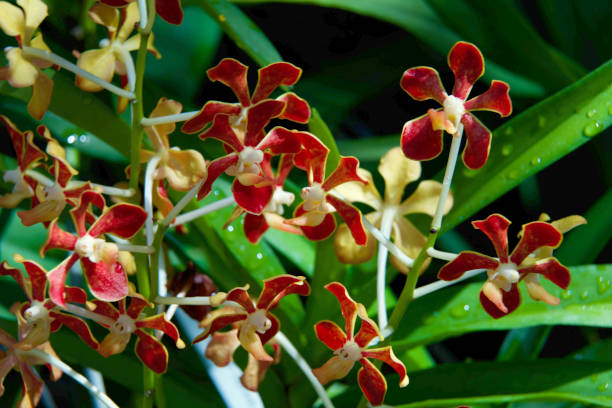 Free Stock Photo of Yellow Flowers Of Vanda Orchid Closeup | Download ...