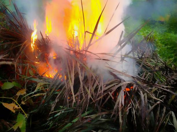 Free picture: fire, branch, hot, flame, smoke, wood