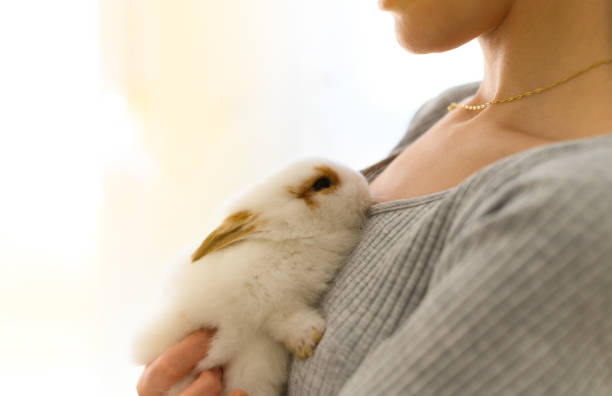 Free picture: cute rabbit, brown bunny, hand
