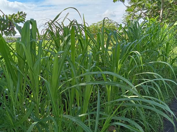 Free Stock Photo of Elephant Grass | Download Free Images and Free ...