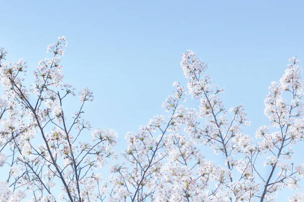 Free picture: branch, flowers, spring, blue sky, nature