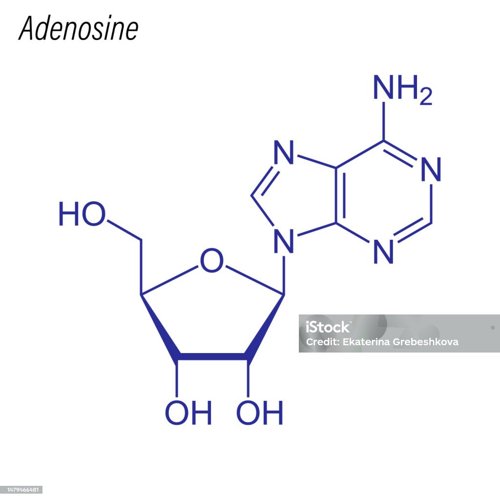 Vector Skeletal Formula Of Adenosine Chemical Molecule Stock