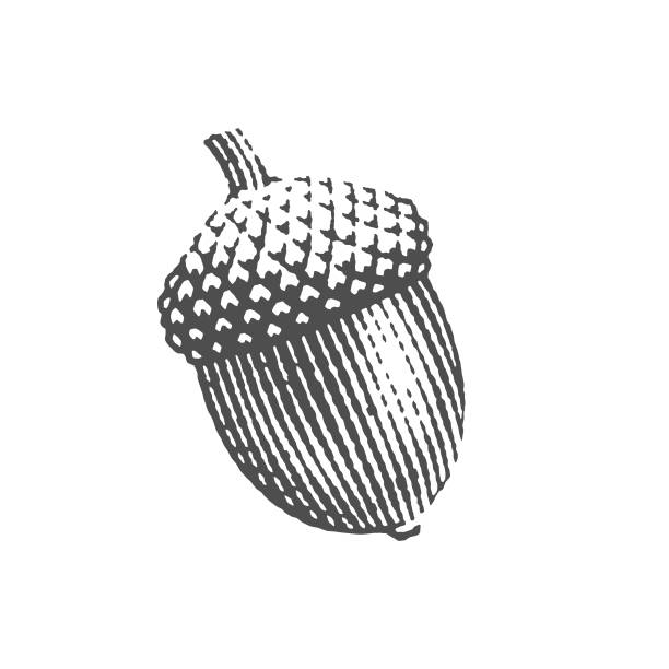 14,000+ Cartoon Acorn Stock Illustrations, Royalty-Free Vector Graphics ... 14,000+ Cartoon Acorn Stock Illustrations, Royalty-Free Vector Graphics ...