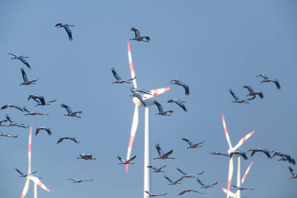 Free Stock Photo of Birds flying over power lines | Download Free ...
