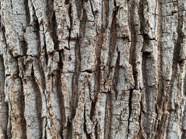Free picture: texture, tree, wood, bark, rough, surface, nature, oak