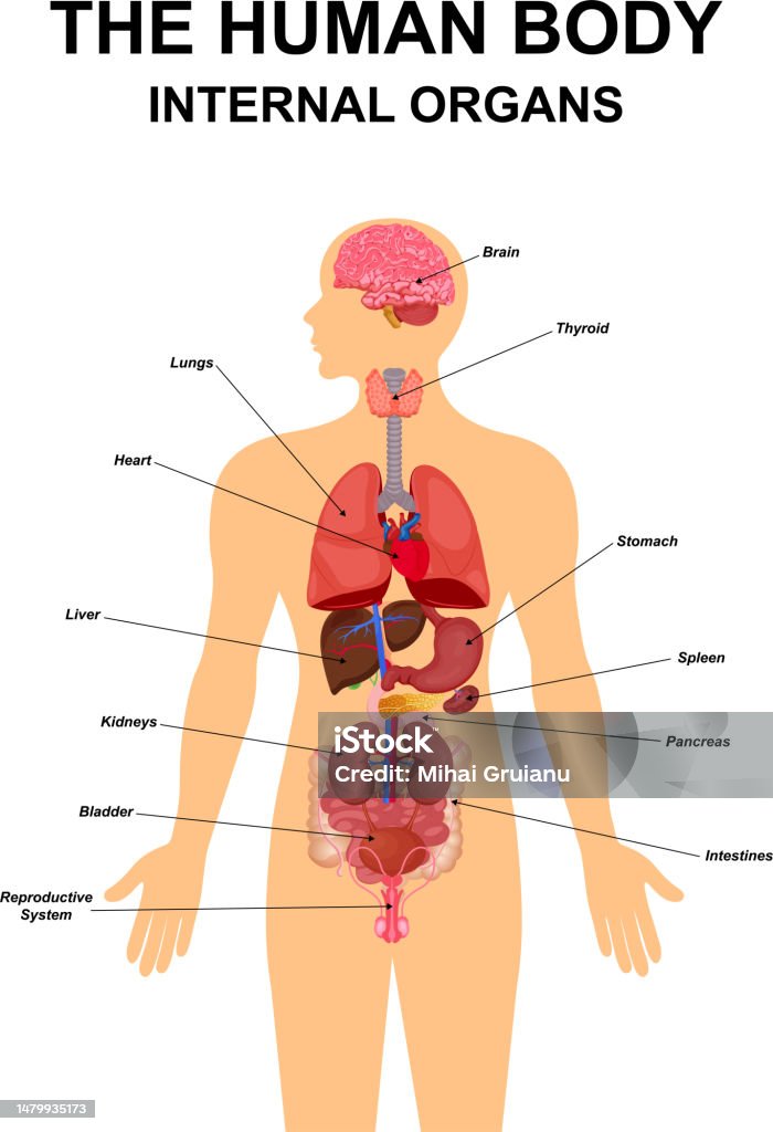 Organ Internal Tubuh Manusia Skema Poster Infografis Datar Dengan Ikon Gambar Nama Lokasi Dan