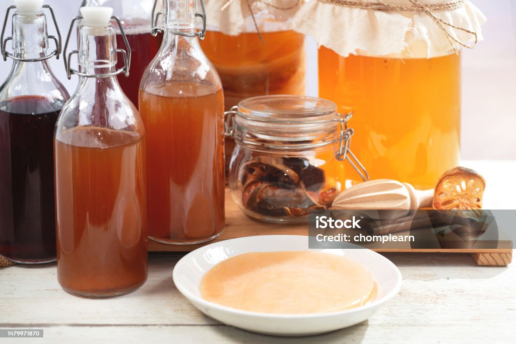 Jamur Teh Scoby Untuk Memulai Proses Fermentasi Untuk Membuat Kombucha ... Jamur Teh Scoby Untuk Memulai Proses Fermentasi Untuk Membuat Kombucha ...