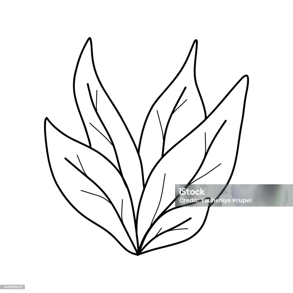Seetang Im Doodlestil Lineare Unterwasserpflanze Vektorillustration ... Seetang Im Doodlestil Lineare Unterwasserpflanze Vektorillustration ...