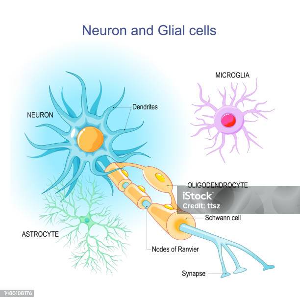 Neuron And Neuroglia Structure Of A Neuron And Glial Cells ... Neuron And Neuroglia Structure Of A Neuron And Glial Cells ...