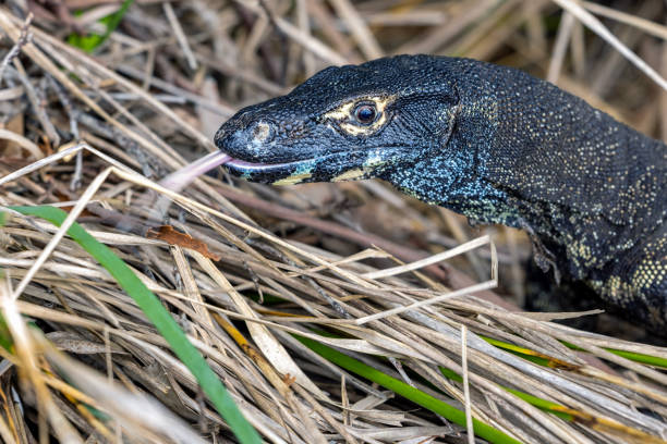 Free Stock Photo of Australian Goanna | Download Free Images and Free ...