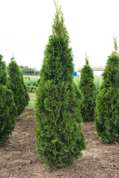 Free Stock Photo of Close-up of thuja | Download Free Images and Free ...
