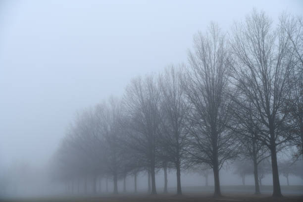 Free Stock Photo of Foggy tree line on a misty morning | Download Free ...