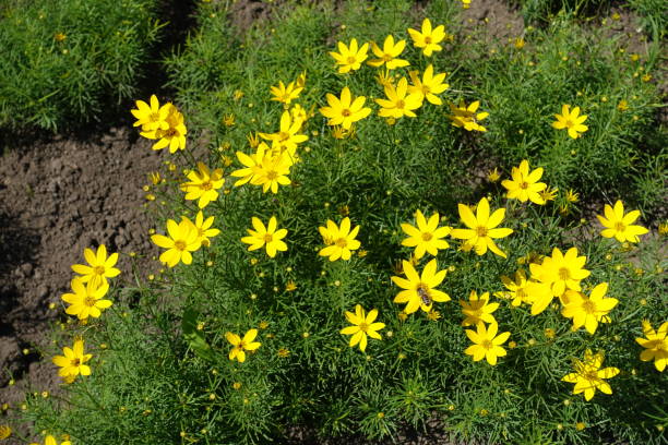 Free Stock Photo of Yellow Coreopsis Flower | Download Free Images and ...