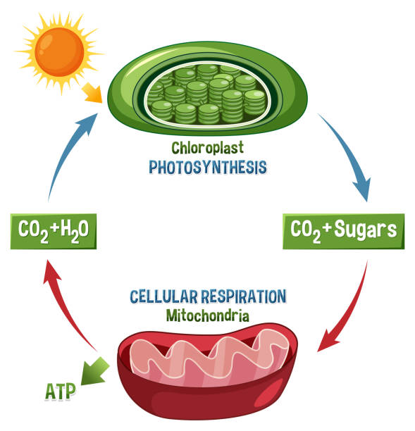 60+ Cellular Respiration In Plants Stock Illustrations, Royalty-Free ... 60+ Cellular Respiration In Plants Stock Illustrations, Royalty-Free ...