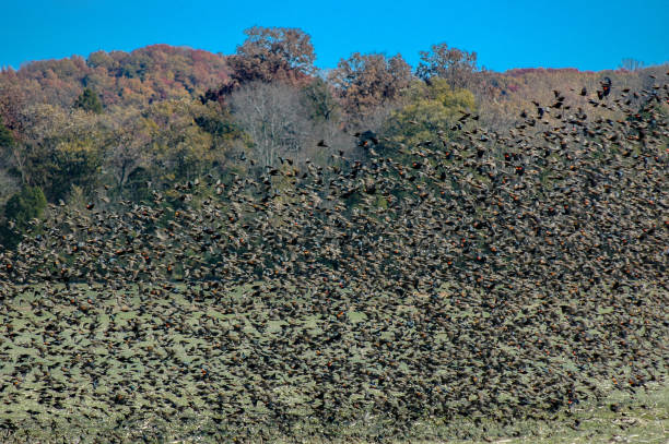 Free picture: red, wing, blackbirds, flock, flight, agelaius phoeniceus