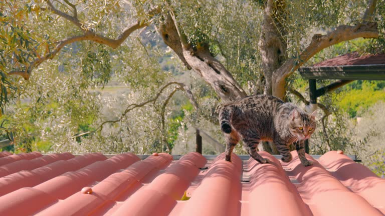 490 Mating Domestic Cats Stock Videos And Royalty Free Footage Istock