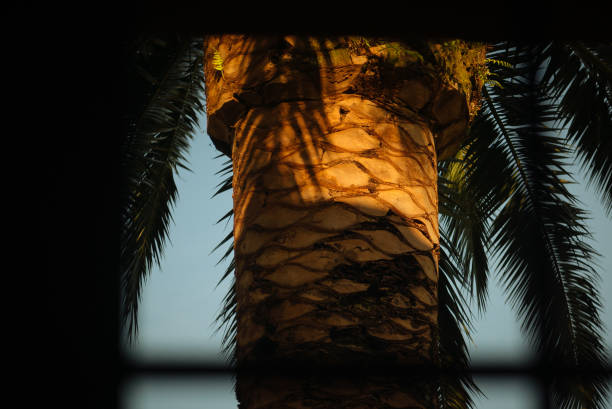 Free Stock Photo of Palm Tree Through Window | Download Free Images and ...