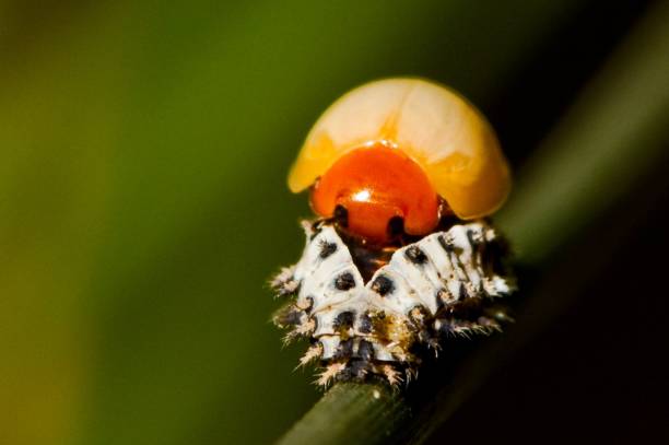 Free picture: ladybug, orange yellow, beetle, small, insect, nature ...