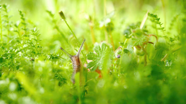 Free picture: snail, grass