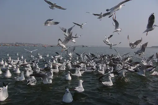 Sangam Prayagraj Fotos Baixe Imagens Gratuitas Na Unsplash
