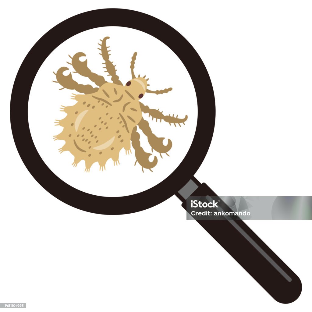 Illustration Of Poppy Louse Magnified With A Magnifying Glass Stock Illustration Download