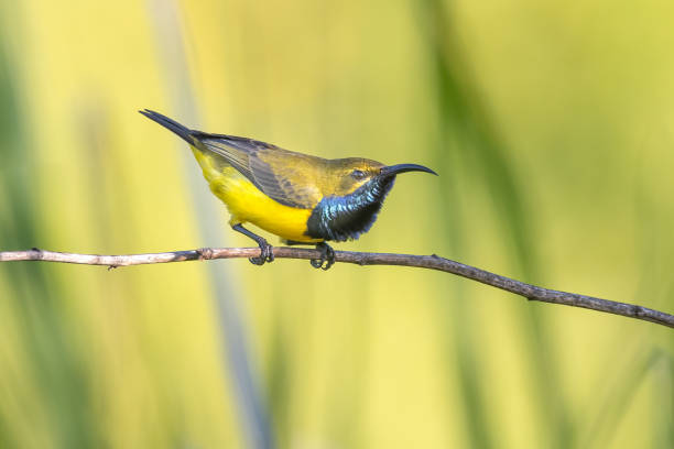 Sunbird Pictures | Download Free Images on Unsplash