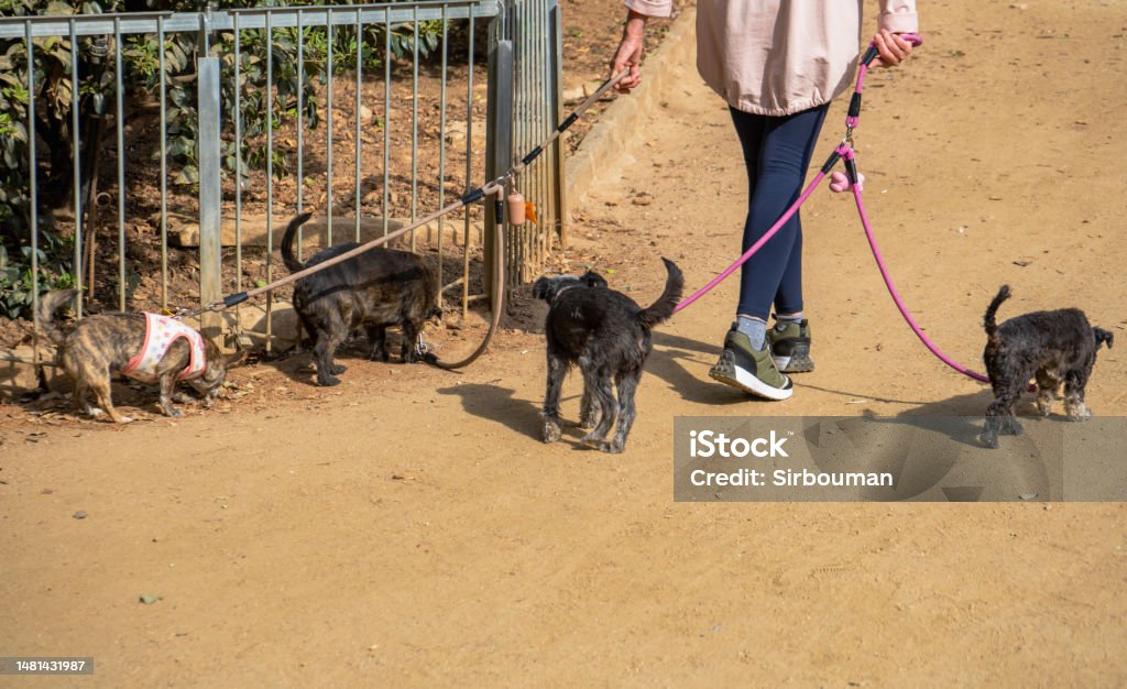 Foto De Mulher Observadora Do Cão Jovem Em Suas Costas Andando Quatro Cães Em Uma Coleira Em Um