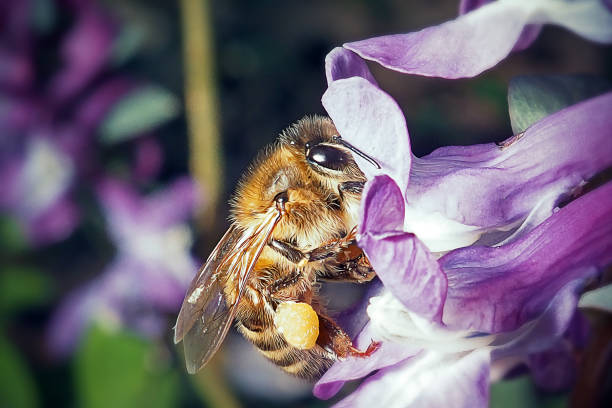Free picture: insect, mellifera