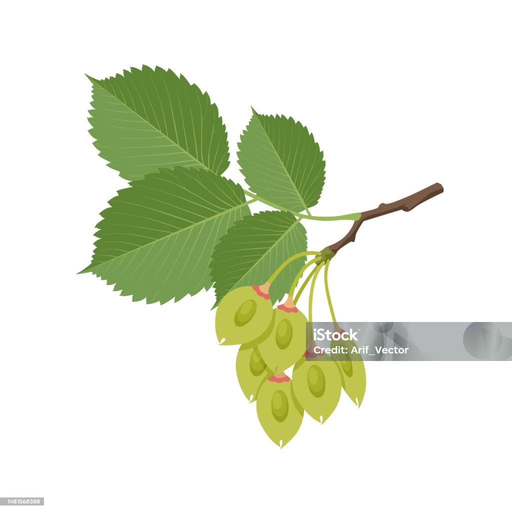 Elm Tree Pods Stock Illustration - Download Image Now - Elm Tree ... Elm Tree Pods Stock Illustration - Download Image Now - Elm Tree ...