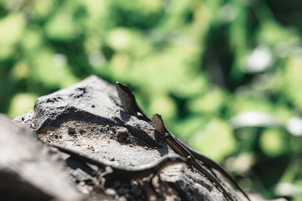 Free picture: wildlife, tree, camouflage, nature, wood, lizard ...