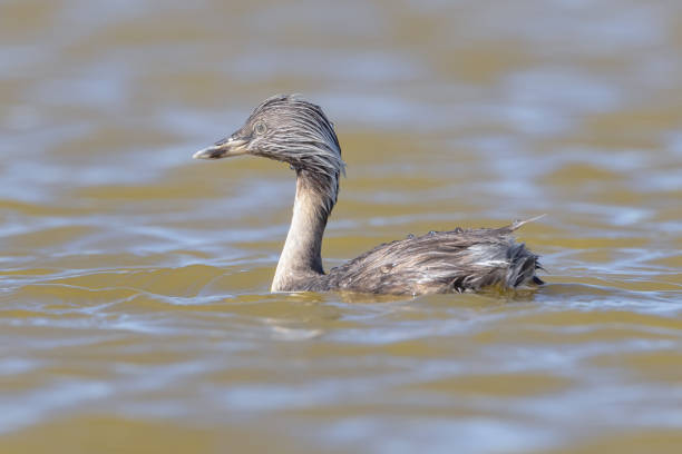 Hoary-Headed Grebe - Free photo on Pixabay