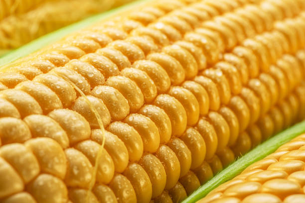 Free picture: corn, food, agriculture, kernel, seed, macro, organic