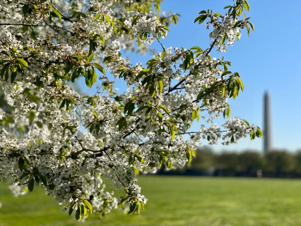 Free Stock Photo of Washington Monument and Cherry Blossoms in ...