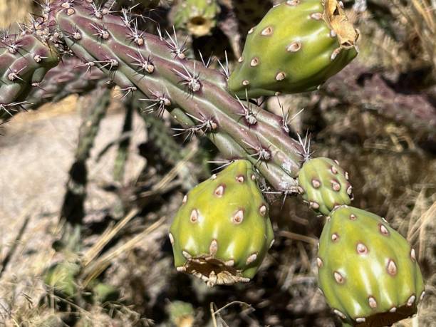 Free Stock Photo of Sharp spines of a cholla cactus | Download Free ...