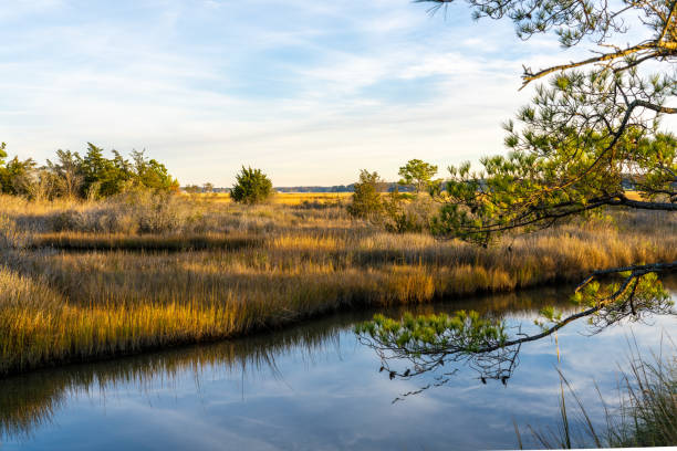 Free picture: unspoiled, marsh, land