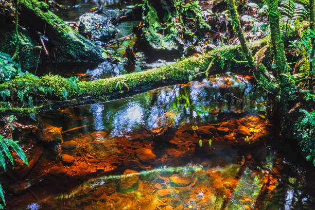 Free picture: branches, mossy, rainforest, swamp, tropic, forest ...