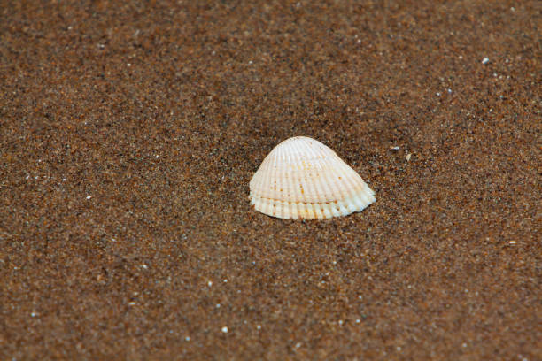 Free picture: shell, seashell, sand, mollusk, ground, summer, beach ...