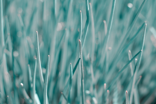 Tata Letak Dengan Rumput Dengan Daun Bilah Tipis Sebagai Latar Belakang ... Tata Letak Dengan Rumput Dengan Daun Bilah Tipis Sebagai Latar Belakang ...